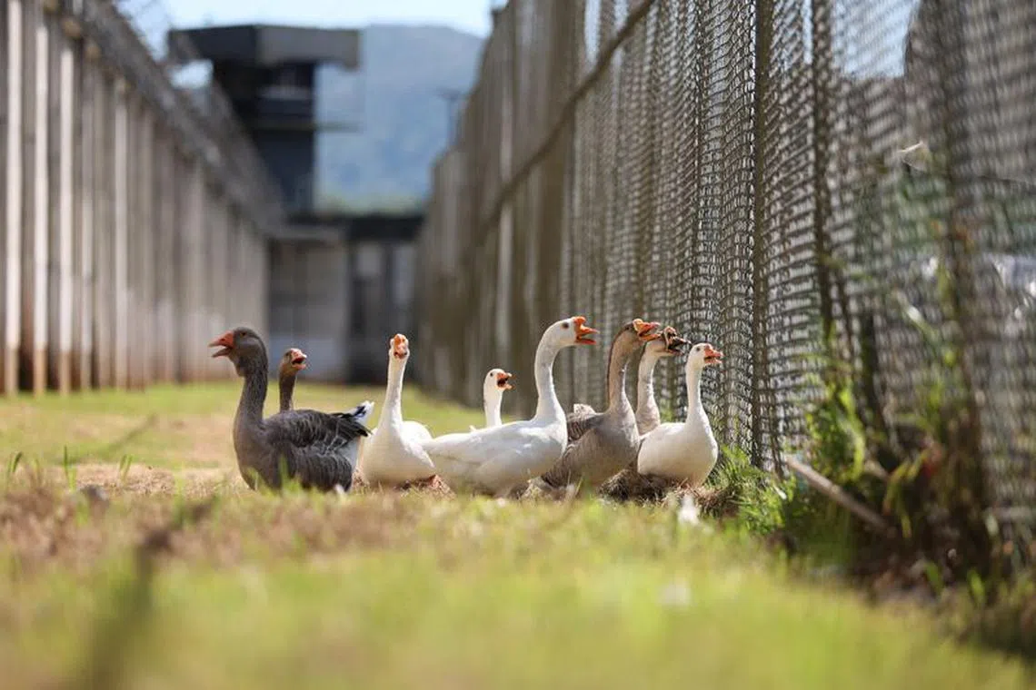 Brazilian 'geese agents' honk in case of prison break | The Straits Times