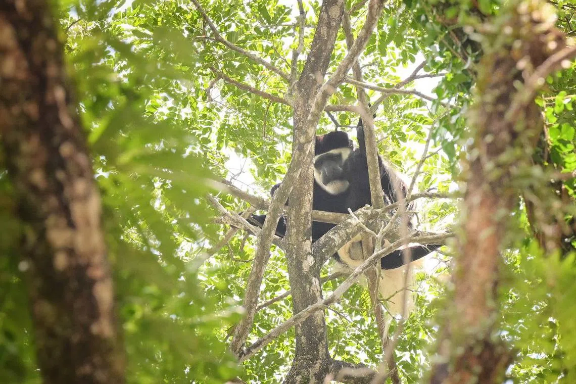 African monkey that escaped from Mandai zoo caught in Choa Chu Kang ...