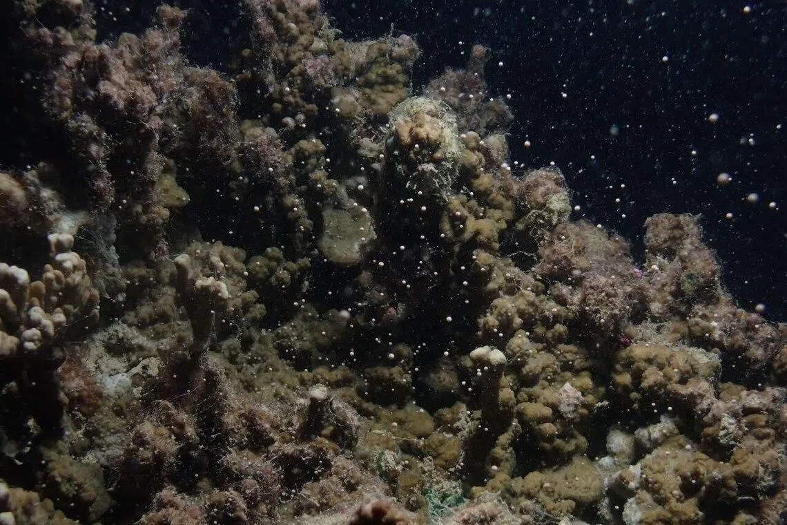 Mass-mating of corals in S’pore muted in 2026, may reflect lower ...