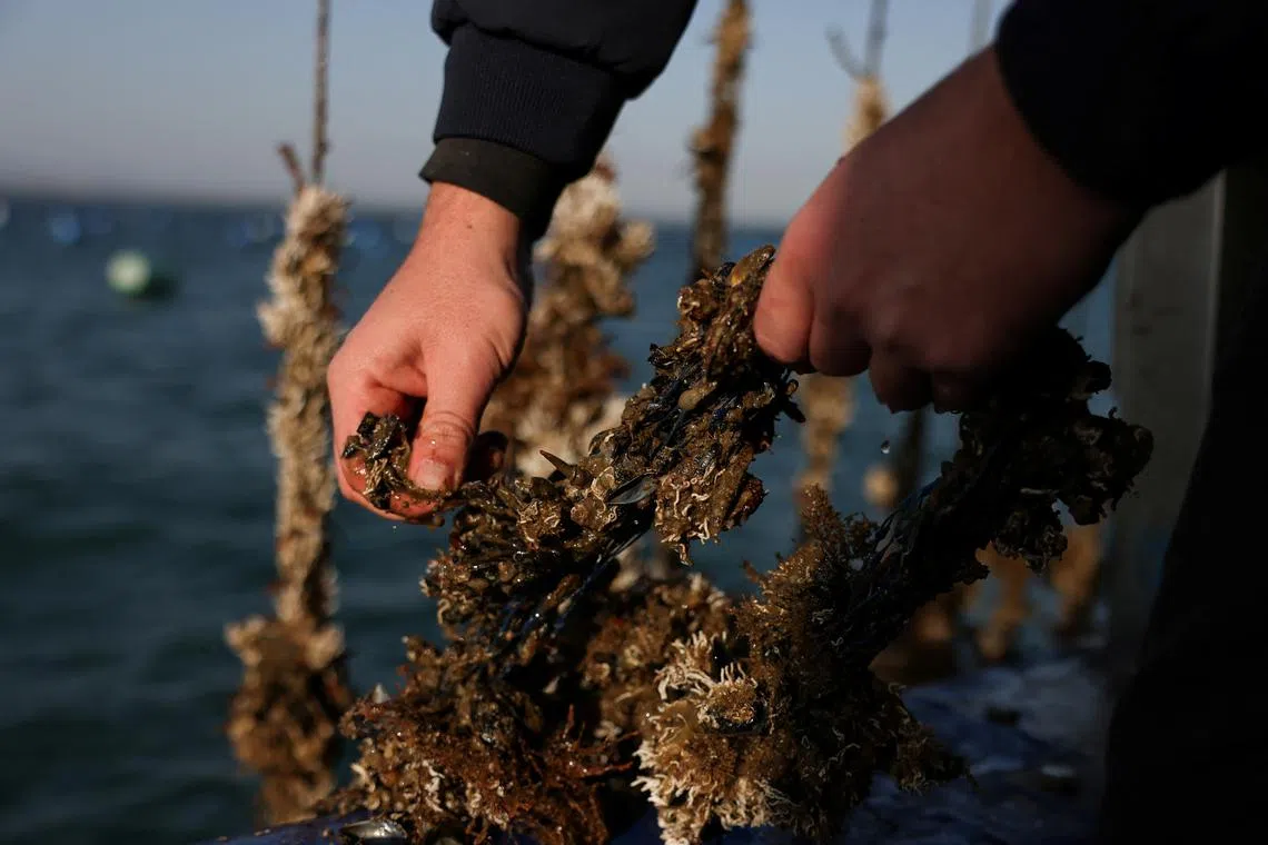 ‘We’re afraid’, ‘close to collapse’: Greece’s mussel harvest wiped out ...