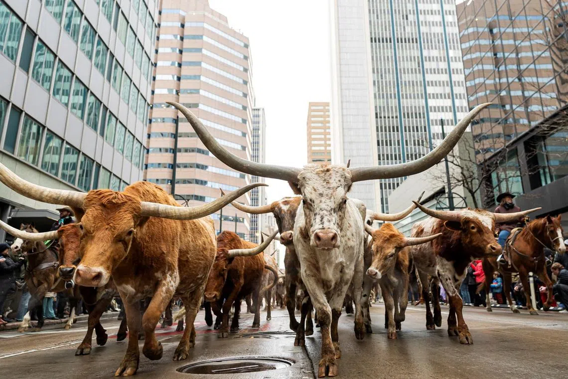 The Week in Pictures: Ice swimmer in Britain, Longhorn steers in Denver ...