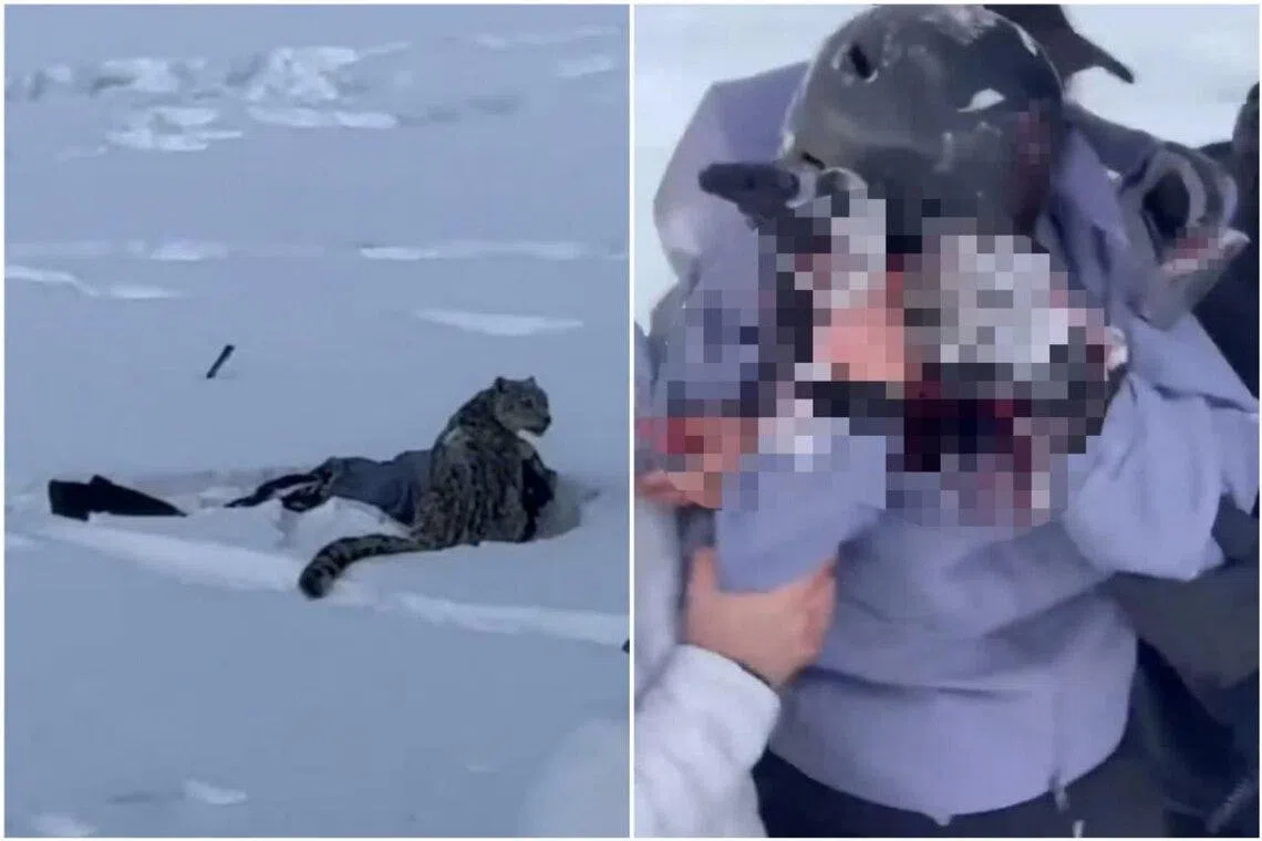 Tourist mauled by snow leopard at popular Xinjiang ski destination ...