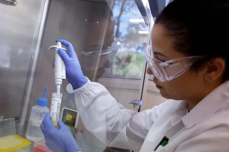 Scientists wary of bird flu pandemic ‘unfolding in slow motion’ | The ...