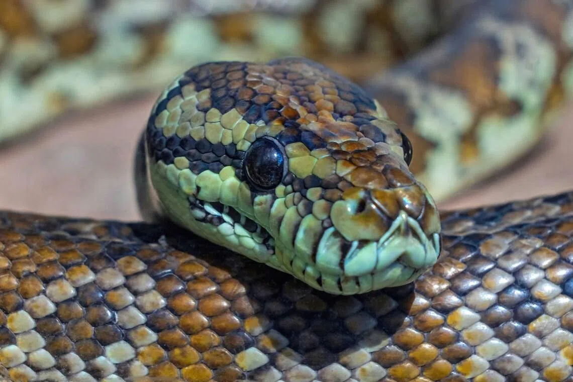 Australian woman wakes up to find 2.5m python on her chest | The ...