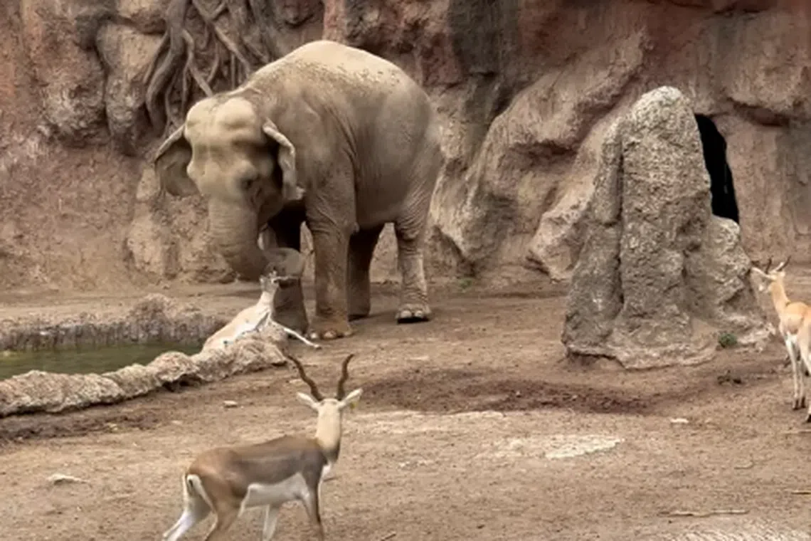 Not all heroes wear capes: Elephant goes viral for saving drowning gazelle at Guatemala zoo ...