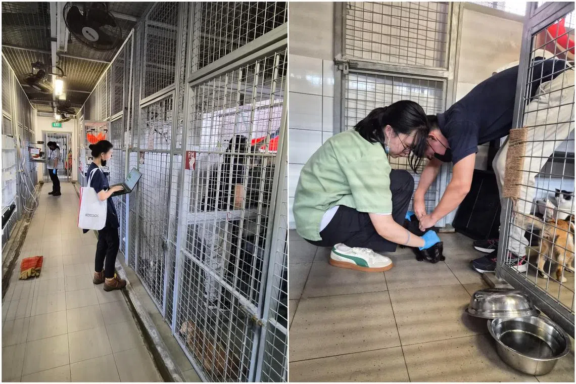 Animal Lovers League to leave premises by February; other welfare ...