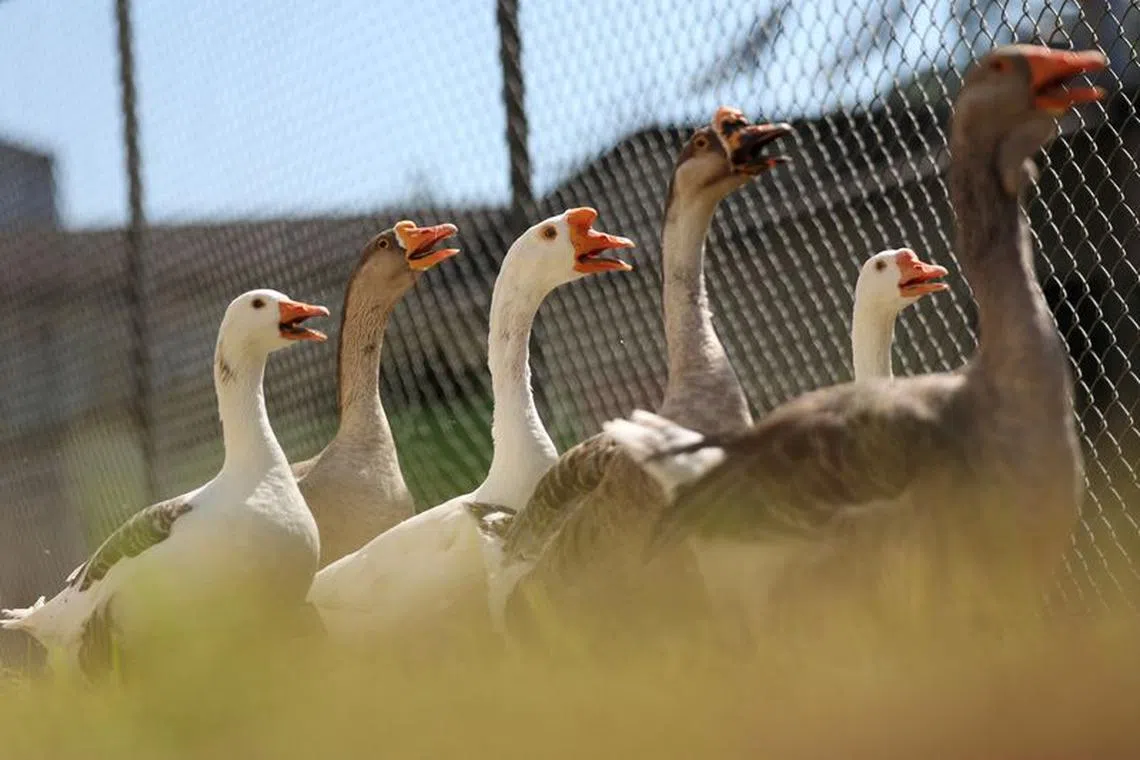 Brazilian 'geese agents' honk in case of prison break | The Straits Times