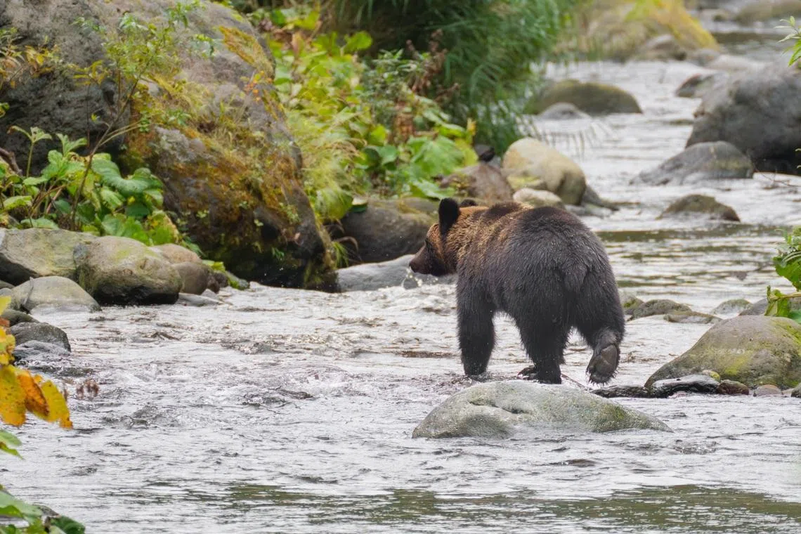 Japanese city suspends 94 schools after first-ever bear sighting | The ...
