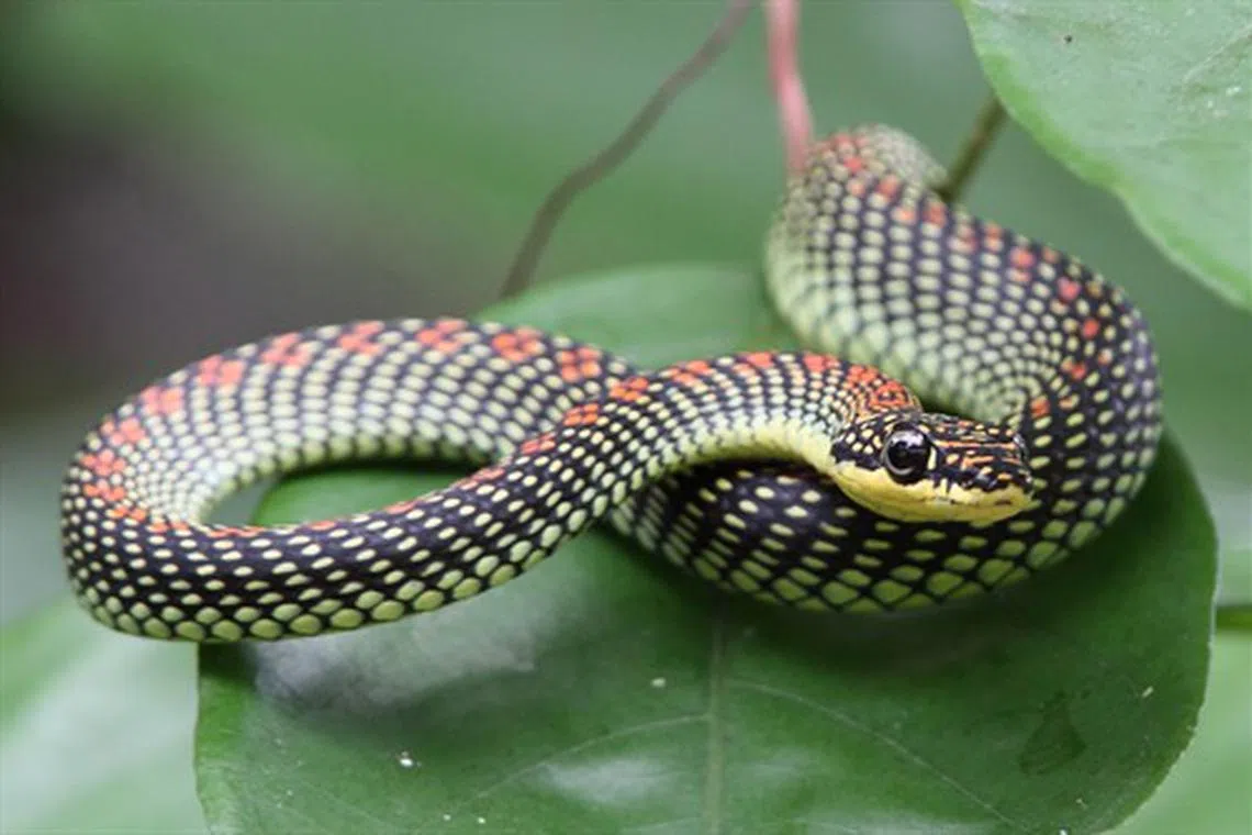 What to do if you chance on a snake? Stay calm and back away slowly ...