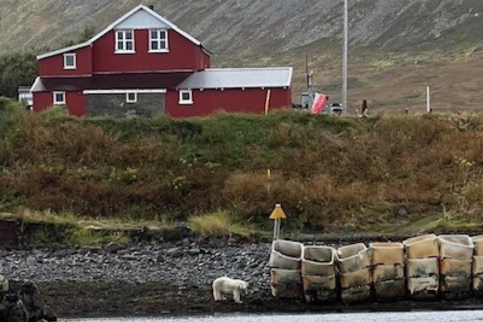 Rare polar bear picking through garbage in Iceland killed by police ...
