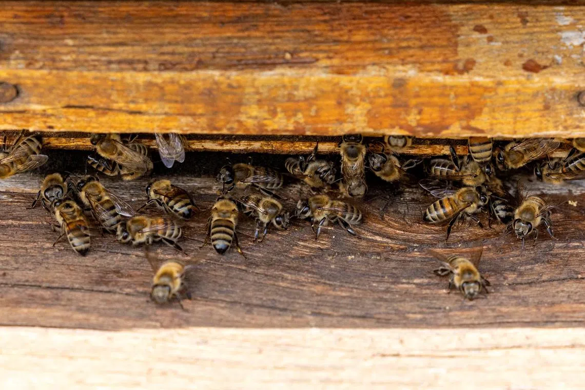 Air from beehives comforts patients in Turkey | The Straits Times