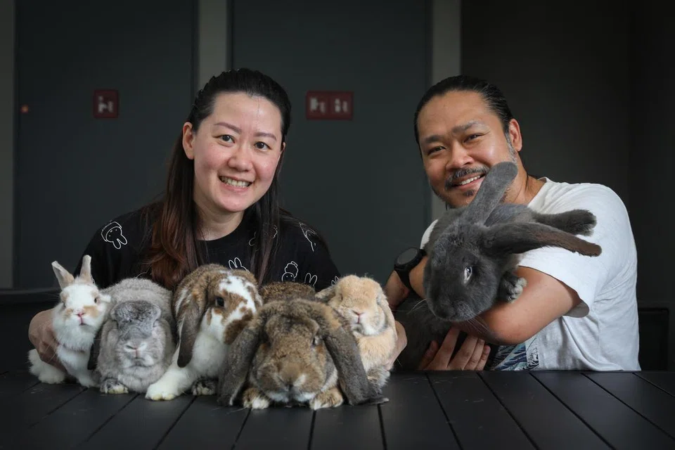 Meet the couple who devote their lives to raising six rabbits | The ...