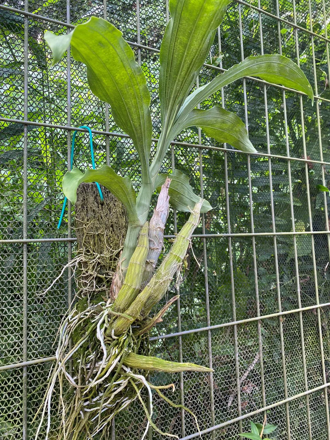 Plant Parenting: How to grow orchids | The Straits Times