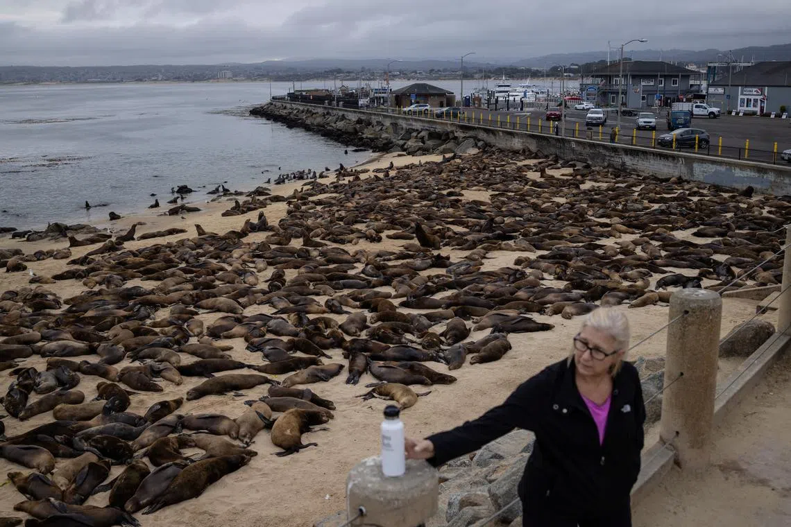 Hundreds of sea lions take over California beach | The Straits Times