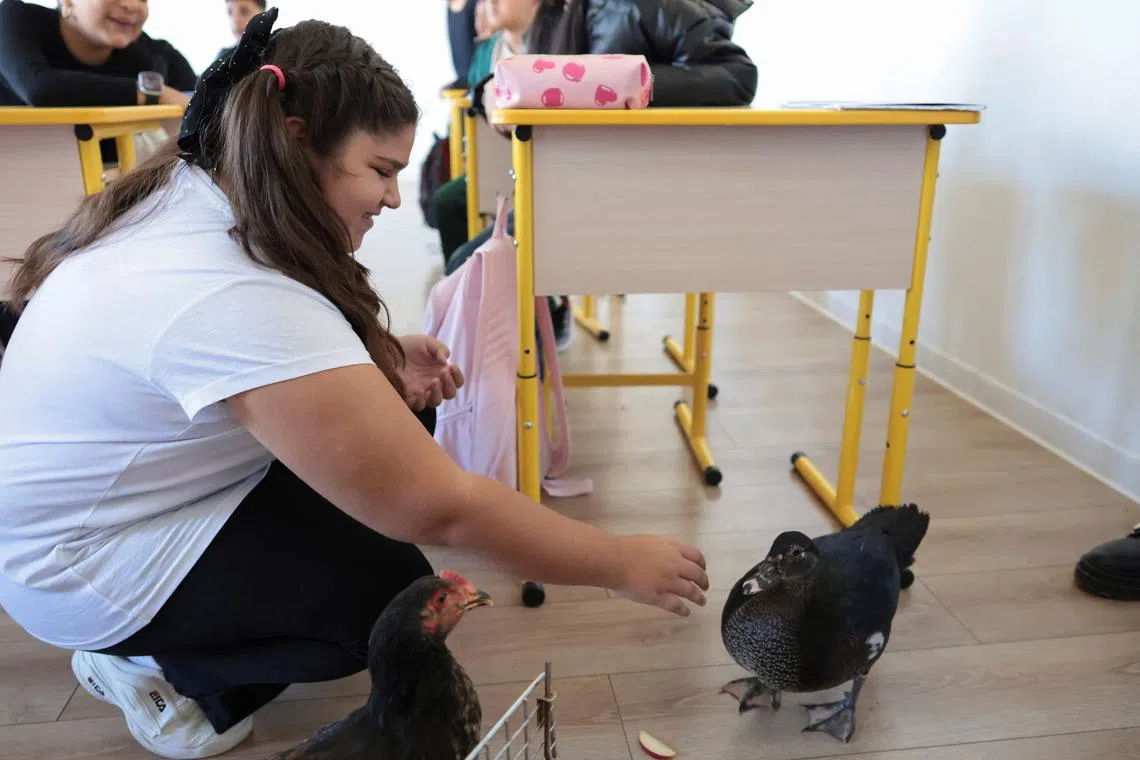 Chicken and duck help out in Romanian middle schools | The Straits Times