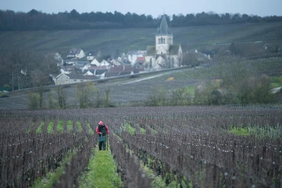 A perpetual champagne, built one year at a time | The Straits Times