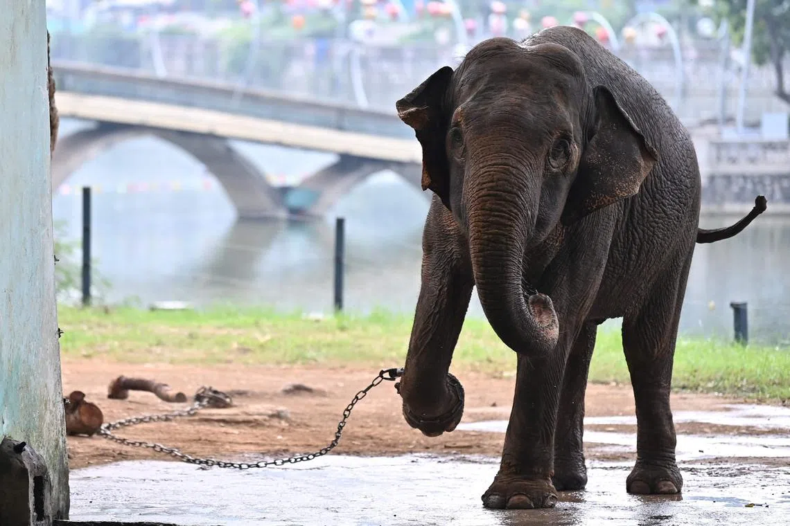 Today in Pictures, Aug 17, 2023 | The Straits Times
