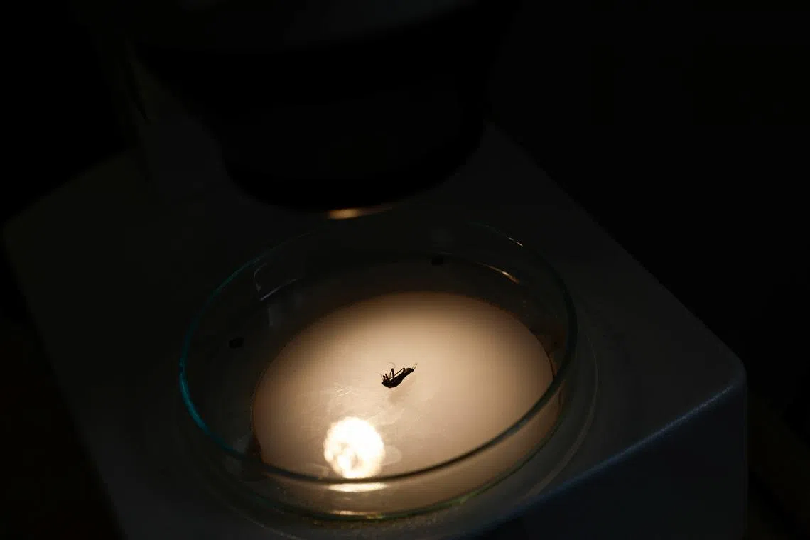 Chile's resilient Patagonian Ice Dragon insect at risk from dwindling ...