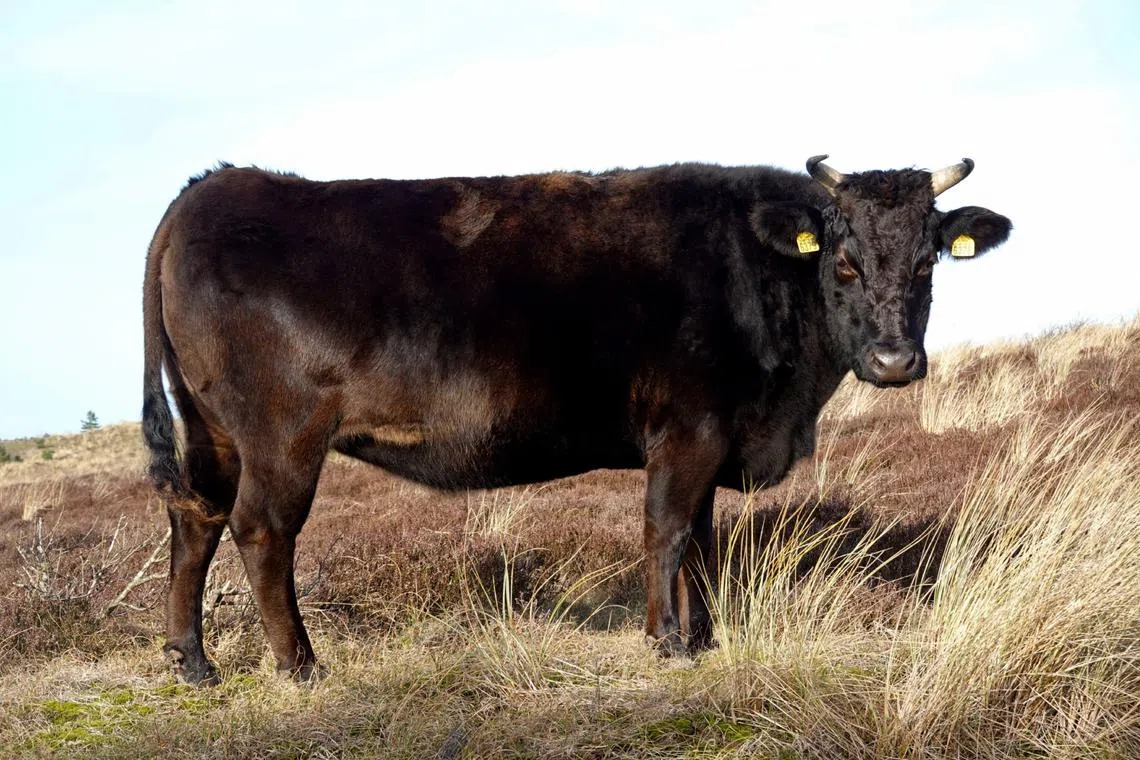 Cow of breed that produces high-end Japanese beef rakes in record ...