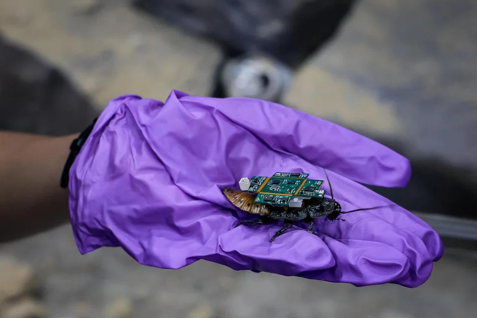 askST: What are the ethical concerns of using animals such as insects ...