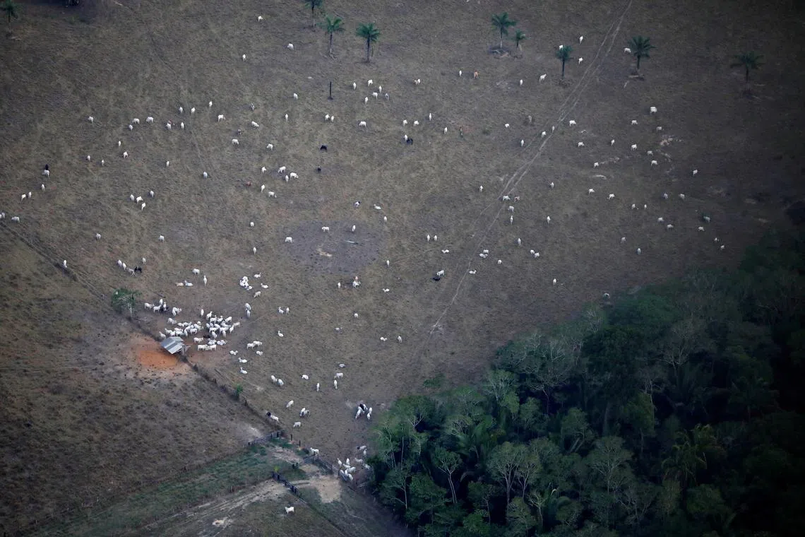 Brazilian meatpacker JBS says net-zero emissions pledge was 'never a ...