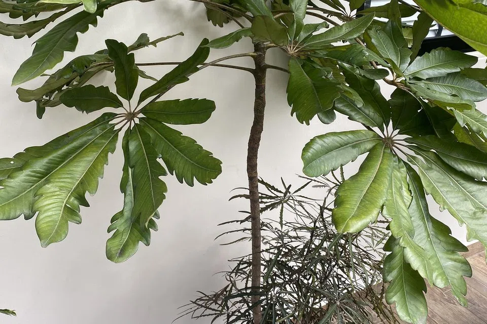 Root Awakening: Schefflera’s leaves change shape as they age | The ...