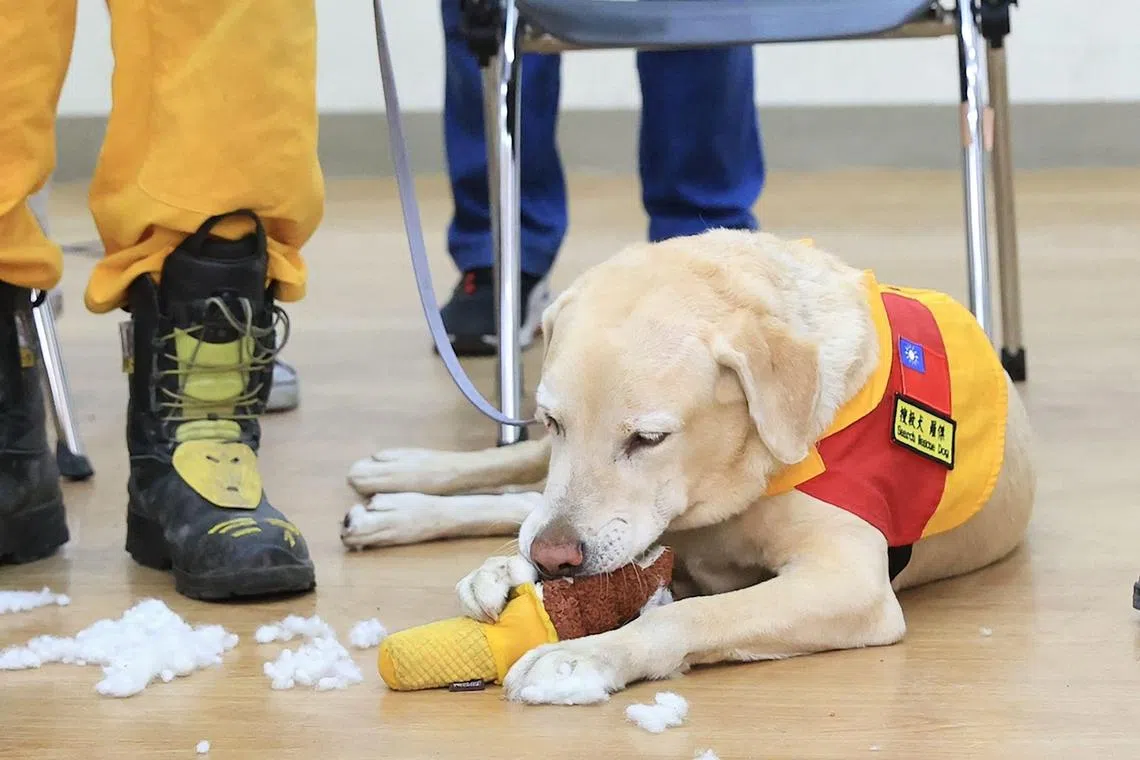 Taiwan's sniffer dogs win hearts in search for quake victims | The ...