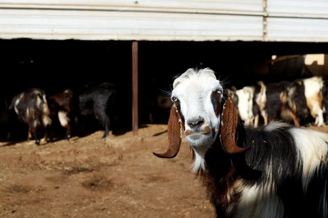 South Lebanon shepherds face risk and ruin from cross-border ...
