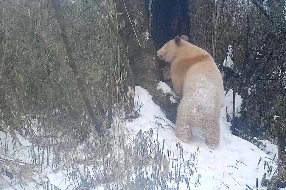 Movements of rare all-white panda spotted in China | The Straits Times