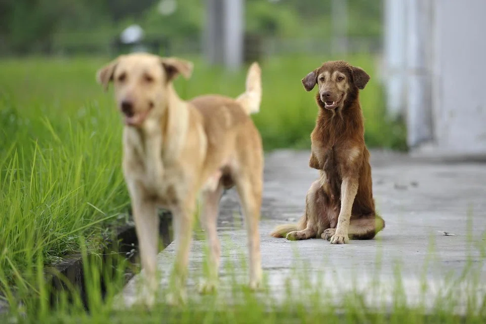 80% of stray dogs sterilised under government programme: Desmond Lee ...