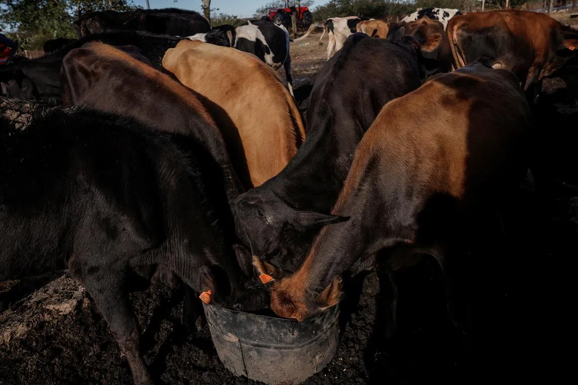 Flood-battered farmers in southern Brazil wade through lost harvests ...