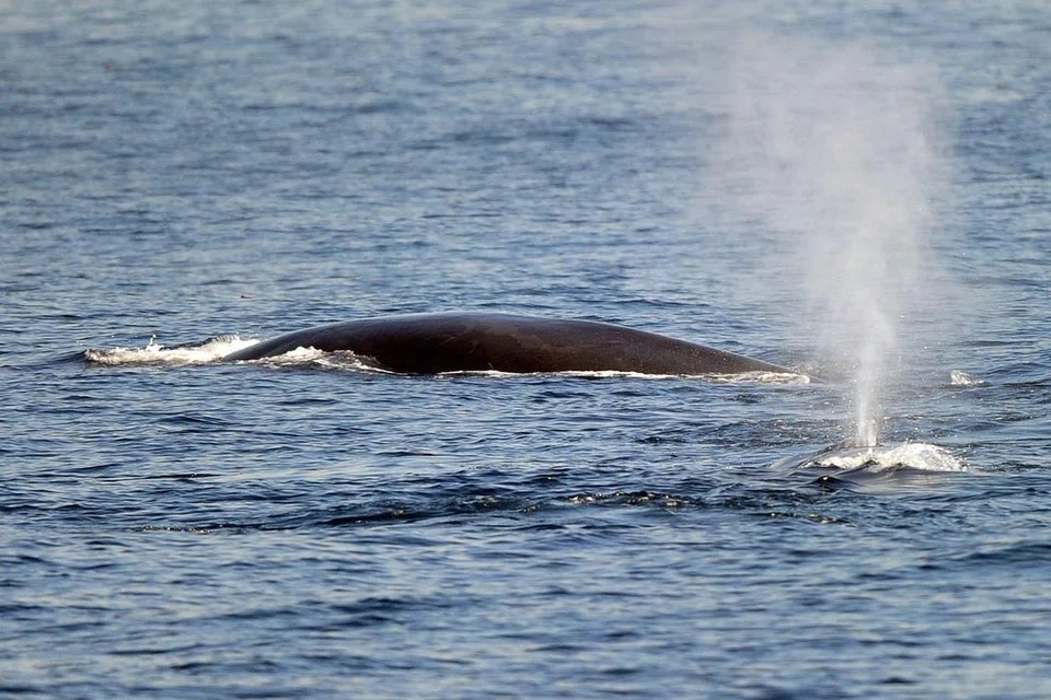 Japan shows first commercial fin whale catch in 48 years | The Straits ...