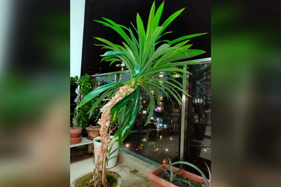 Root Awakening: Pandan plant can be cut for propagation | The Straits Times