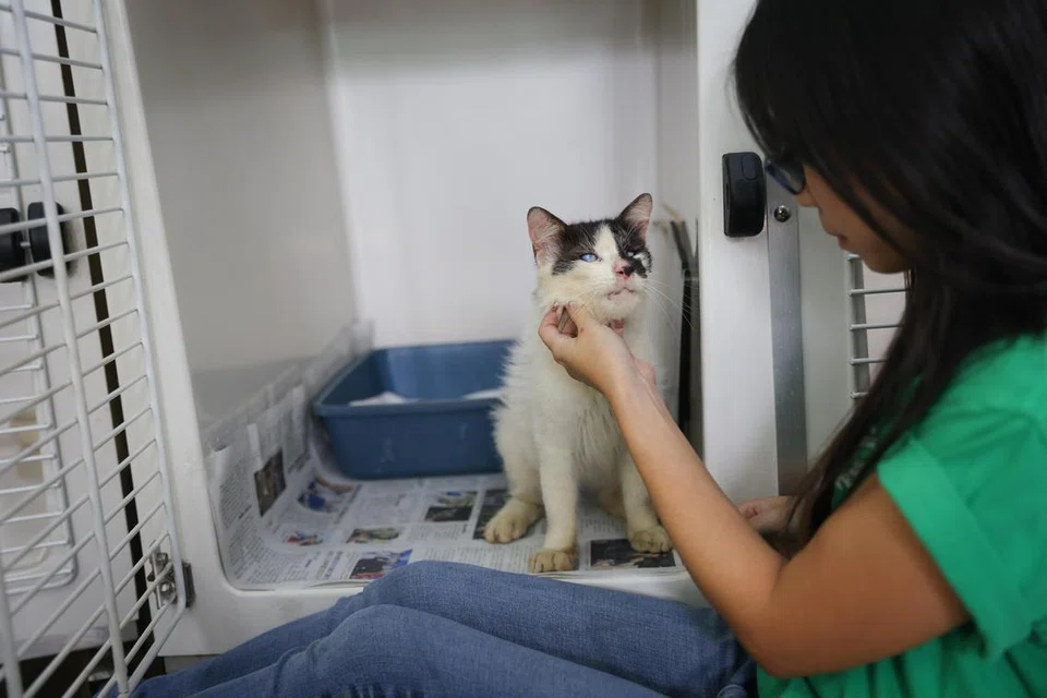 Animal shelters see up to 50% fall in pet adoptions as more people ...