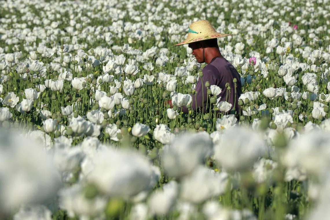 Opium farming takes root in Myanmar’s war-racked landscape | The ...