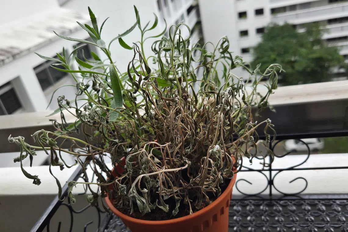 Spiked Pepper is a weed | The Straits Times