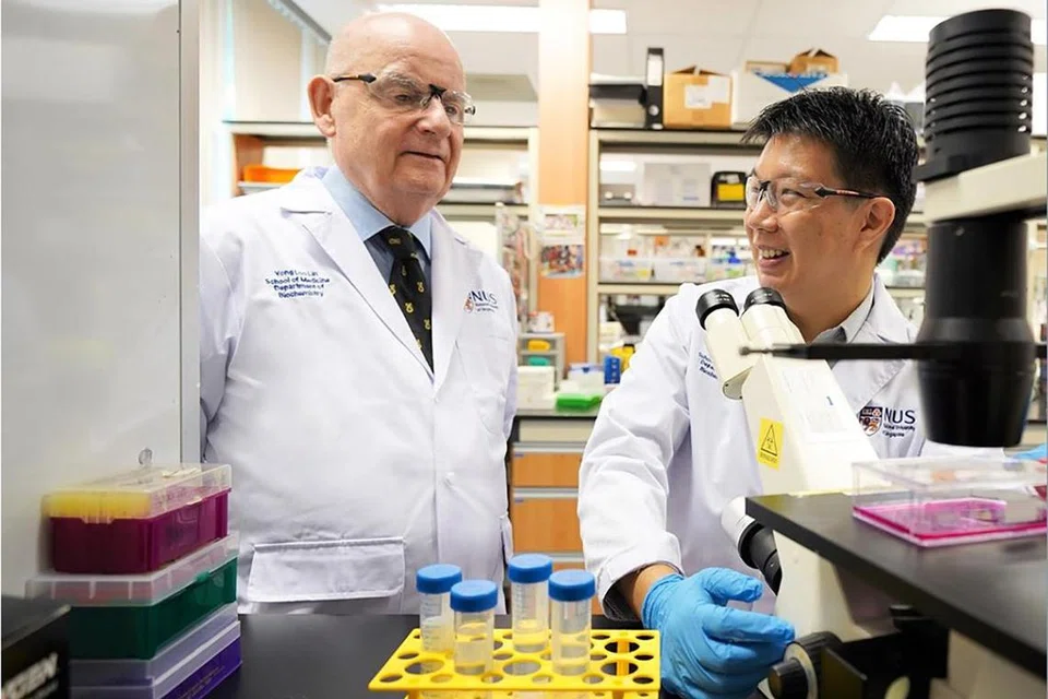 S’pore scientists examine whether mushroom compound can help prevent ...