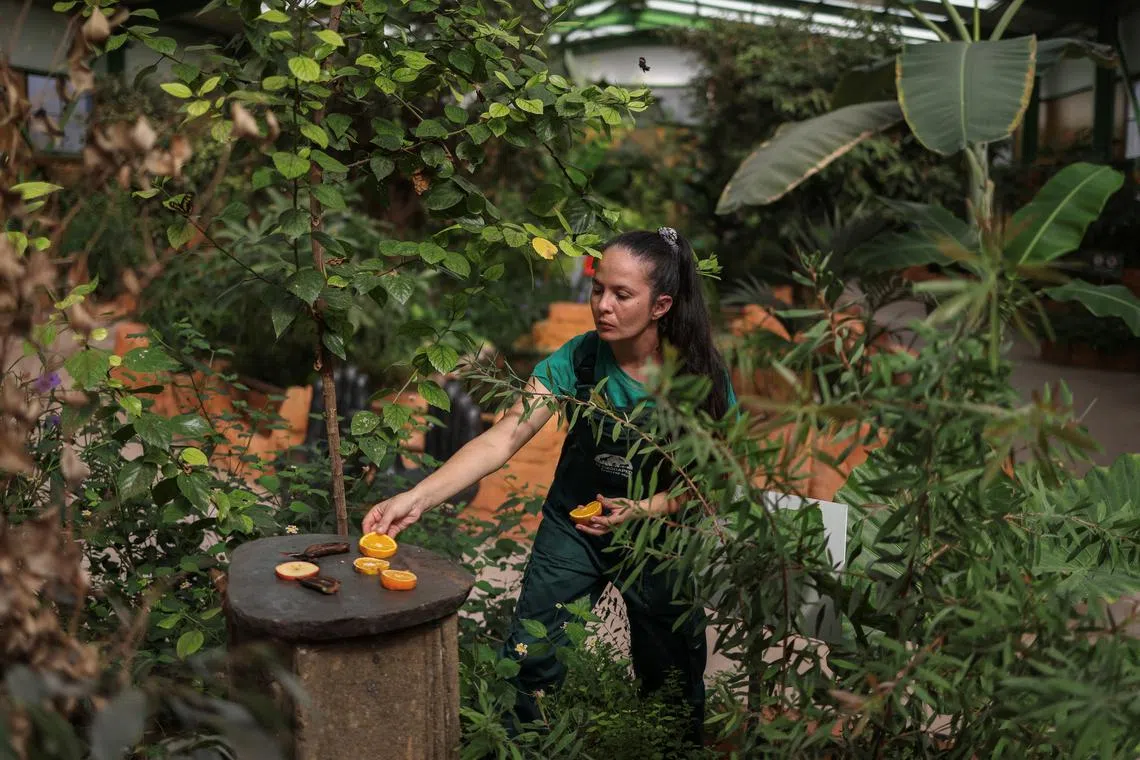Climate change a worry for Greece's hungry butterflies | The Straits Times