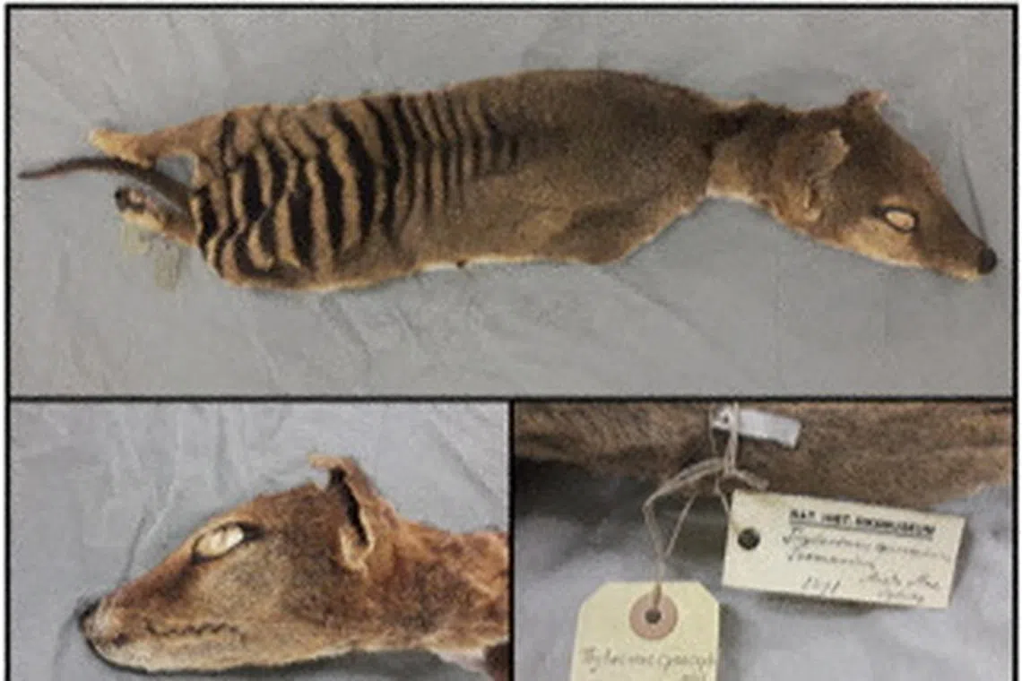 In a first, RNA is recovered from extinct Tasmanian tiger | The Straits ...