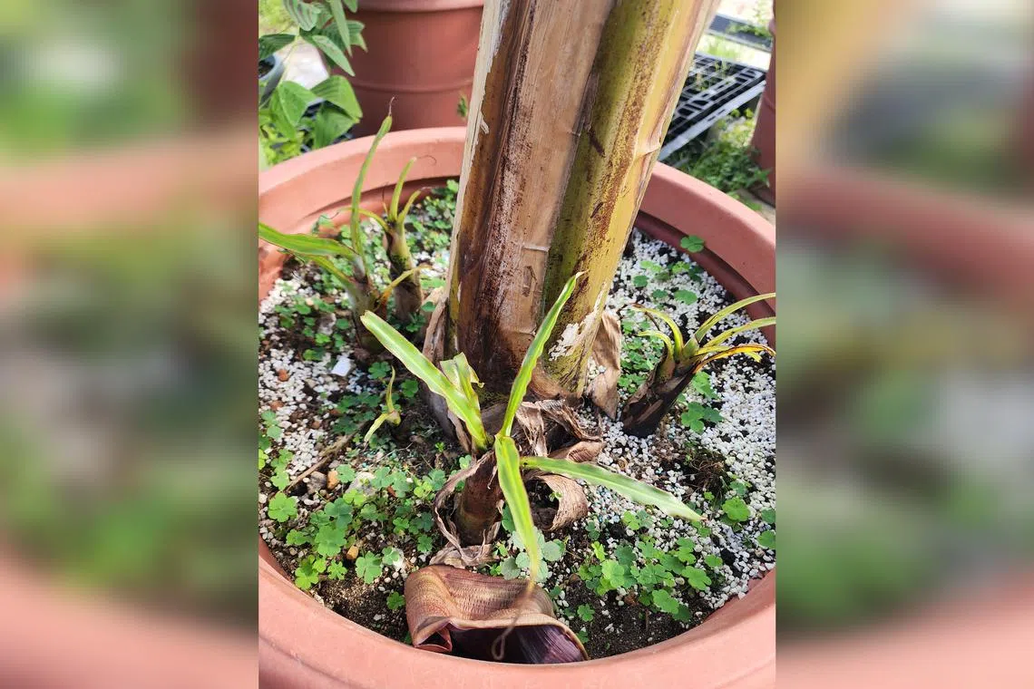 Root Awakening: Separate banana sucker when it is about half the size ...