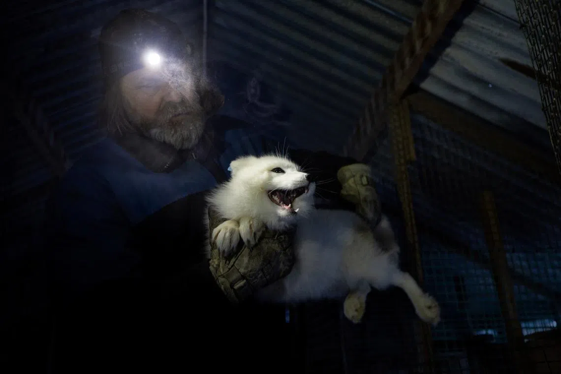 Norway gives Arctic foxes a helping hand amid climate woes | The ...