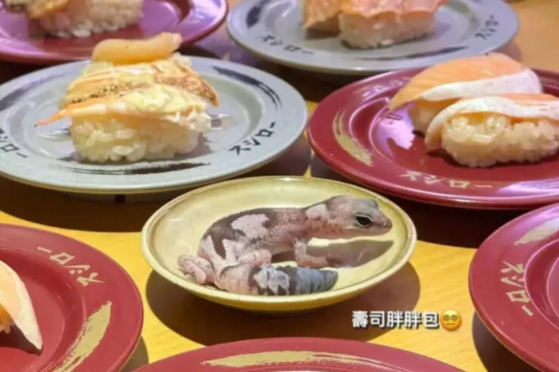 Backlash after student in Taiwan snaps pet gecko on sushi restaurant ...