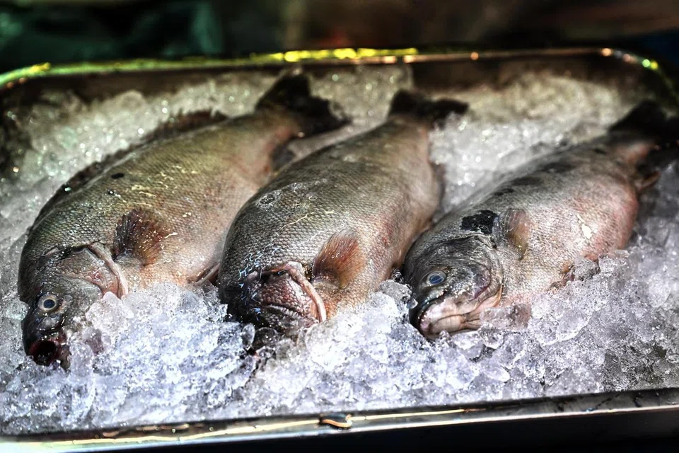 First batch of freshwater fish harvested from Tampines container farm ...