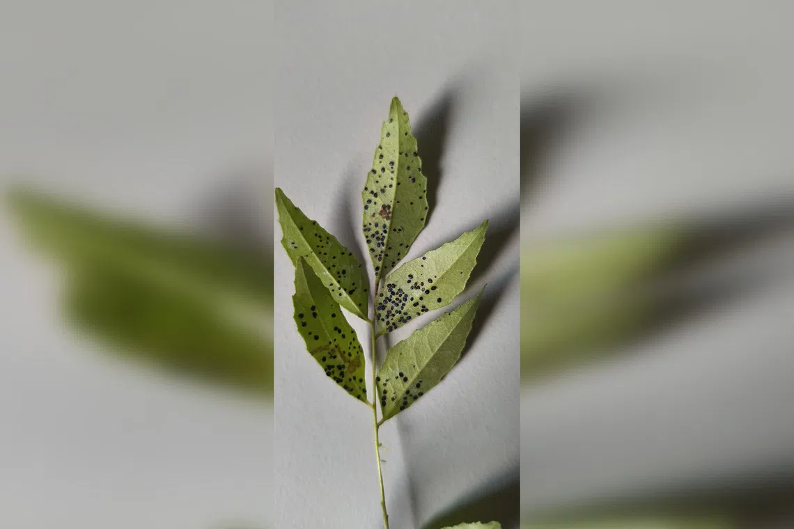 Root Awakening: Curry leaf plant infested with sap-sucking pests | The ...