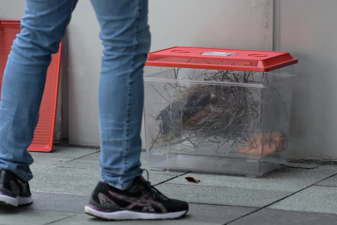More nests, fledglings removed in Orchard Road after attacks by crows ...