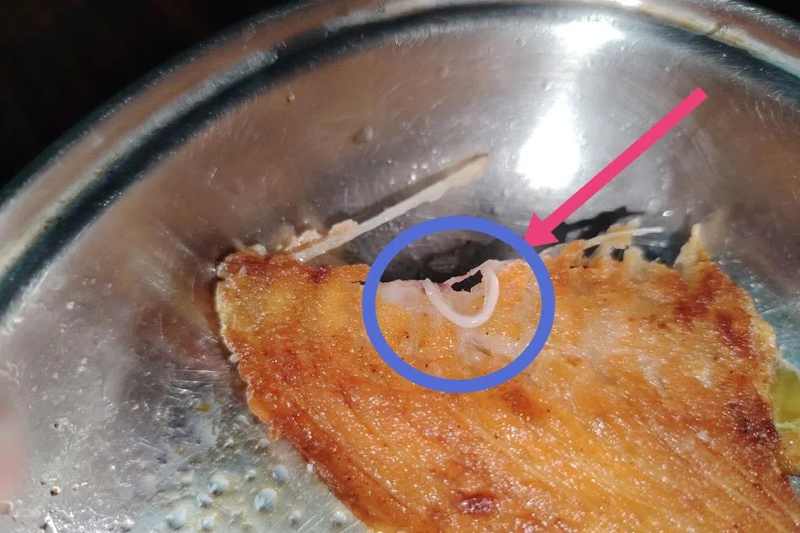 ‘Worm’ in salmon bought from Bedok North outlet is fish tissue ...