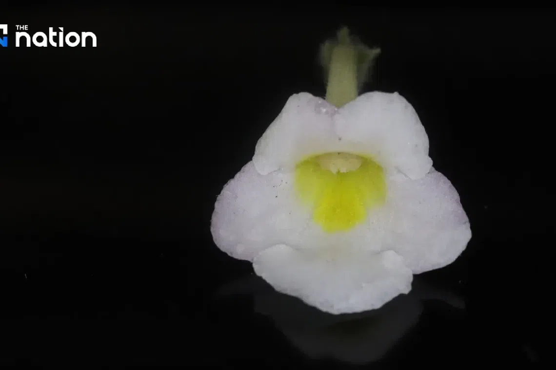 Monkey-faced flower among 4 new plant species discovered in Thailand ...