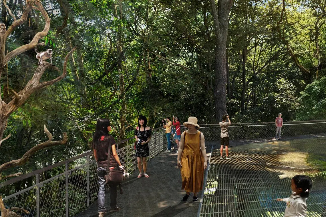 Eco-resort Mandai Rainforest Resort set to open in first half of 2025 ...