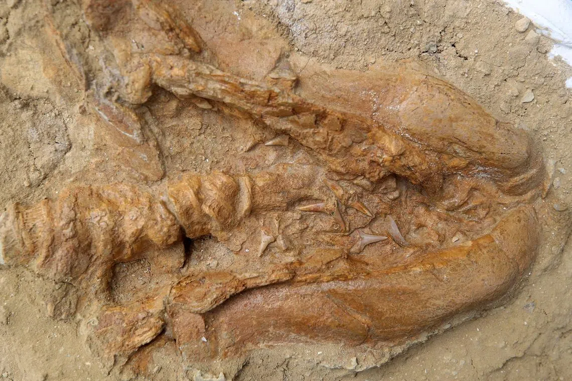 9 million-year-old fossil of great white shark’s ancestor found in Peru ...