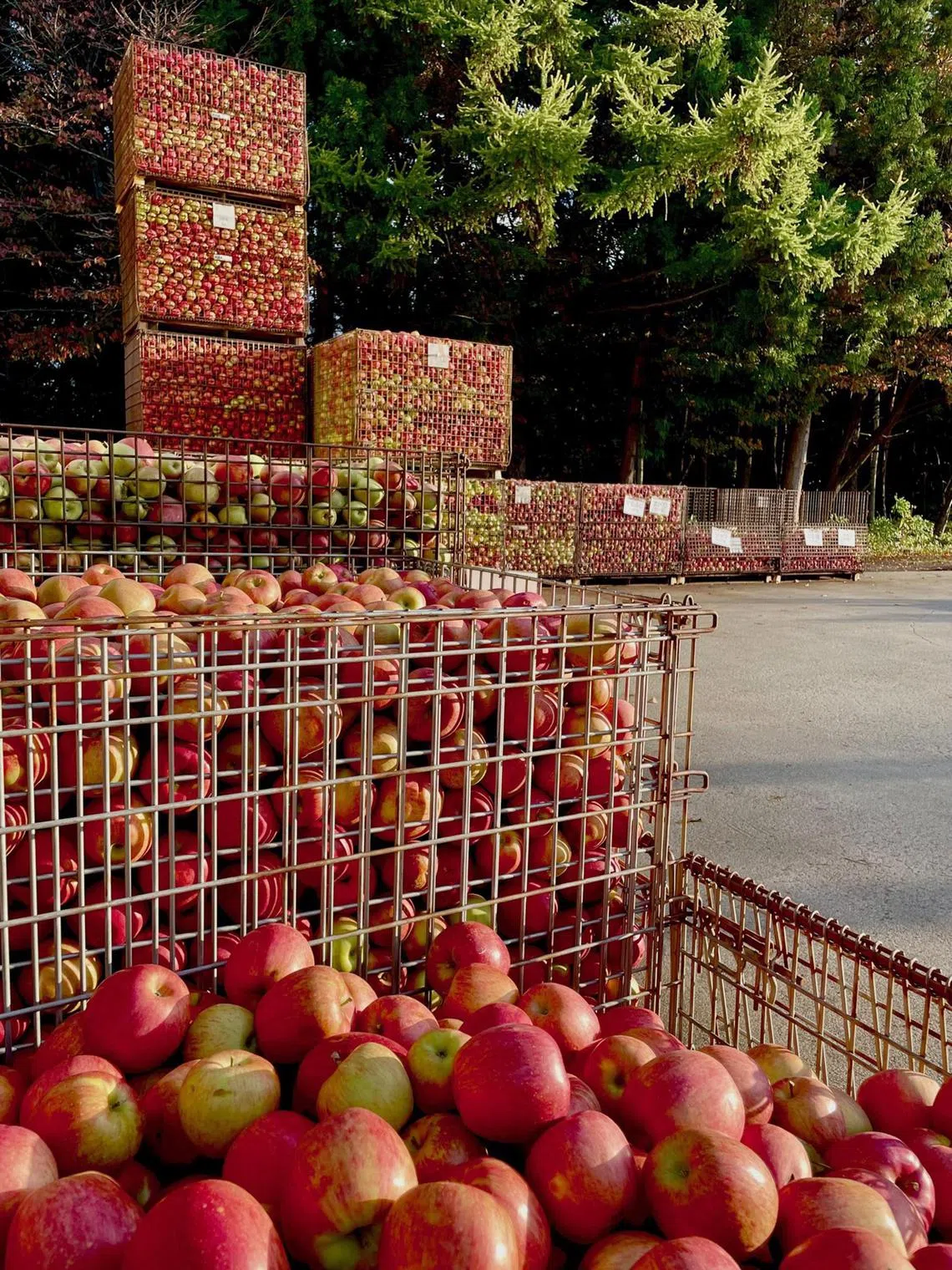 Aomori: Apple juice as thick as milkshake, best autumn colours in Japan ...